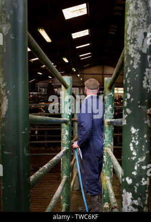 Cornish cattle and livestock market, Kivells Hallworthy Stockyard Stock ...