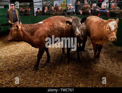 Cornish cattle and livestock market, Kivells Hallworthy Stockyard Stock ...