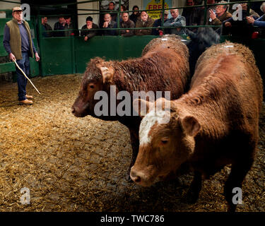 Cornish cattle and livestock market, Kivells Hallworthy Stockyard Stock ...