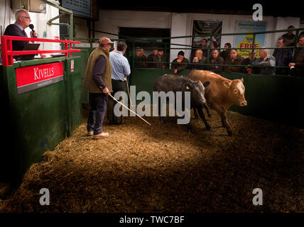 Cornish cattle and livestock market, Kivells Hallworthy Stockyard Stock ...