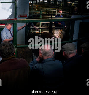 Cornish cattle and livestock market, Kivells Hallworthy Stockyard Stock ...