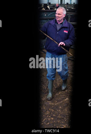 Hallworthy Stockyard, Kivells livestock market Cornwall Stock Photo - Alamy