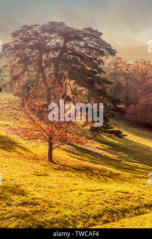 autumn, England countryside - beautiful autumn composition, herd of ...