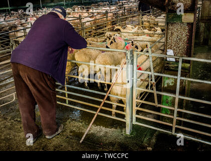 Cornish cattle and livestock market, Kivells Hallworthy Stockyard Stock ...