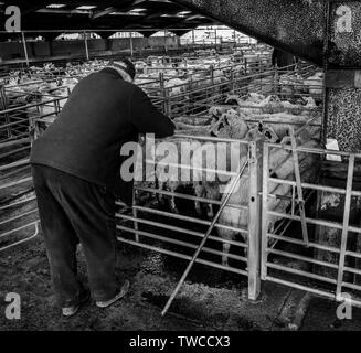 Hallworthy Stockyard, Kivells livestock market Cornwall Stock Photo - Alamy