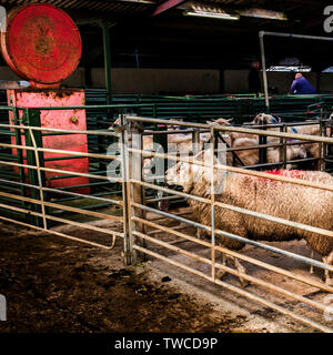 Hallworthy Stockyard, Kivells livestock market Cornwall Stock Photo - Alamy