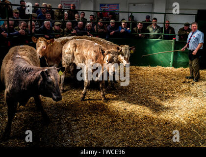 Hallworthy Stockyard, Kivells livestock market Cornwall Stock Photo - Alamy