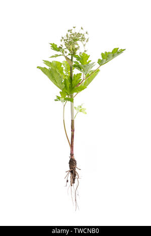 The invasive plant Persian hogweed Heracleum persicum Stock Photo - Alamy