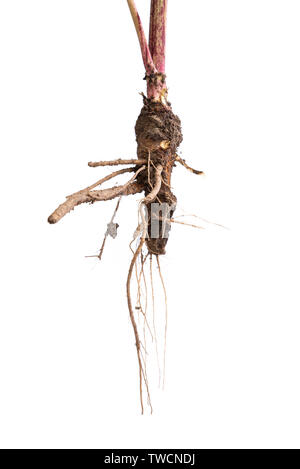 The invasive plant Persian hogweed Heracleum persicum Stock Photo - Alamy