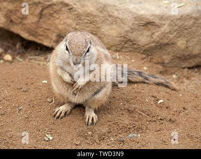 standing funny fat gopher front view closeup Stock Photo - Alamy