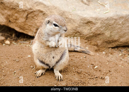 standing funny fat gopher front view closeup Stock Photo - Alamy