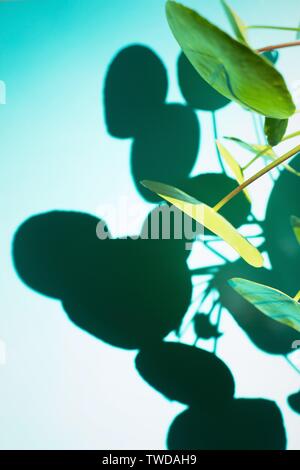Chinese money plant (Pilea peperomioides Stock Photo - Alamy