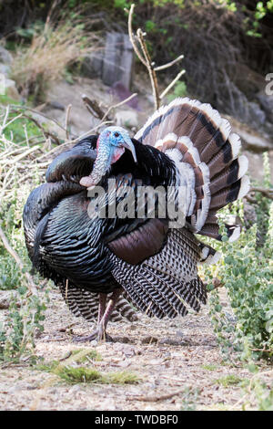 Wild Turkey Male (Tom) Displaying. Mt Diablo, Contra Costa County ...
