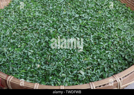 Compendium of Materia Medica Chicken Bone Grass Stock Photo - Alamy