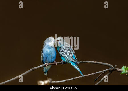 The darling of the world ----Tiger skin parrot Stock Photo - Alamy