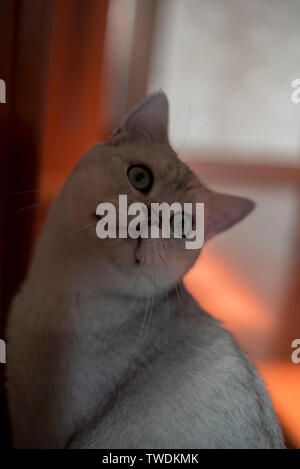 Silver gradient cat Stock Photo - Alamy