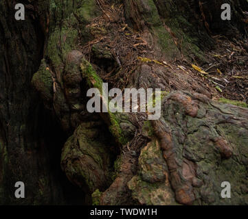 shot of coastal redwood trees at muir woods Stock Photo - Alamy