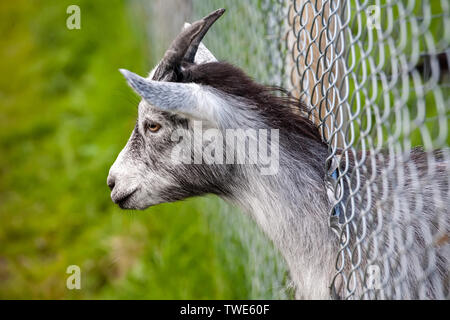 goat muzzle closeup profile side view on outdoor sky background Stock ...