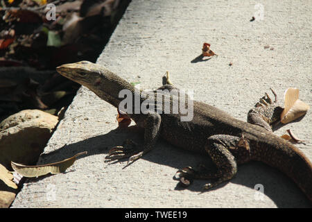 Lizard resting on ledge, Malaysia Stock Photo - Alamy