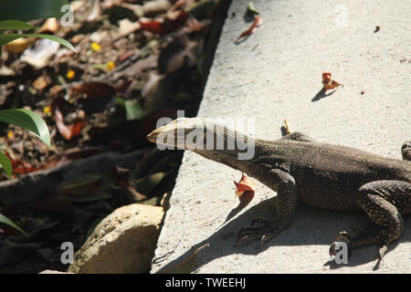 Lizard resting on ledge, Malaysia Stock Photo - Alamy