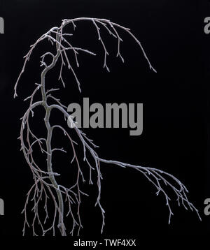 Beech tree (Fagus) covered with rime on Schauinsland mountain, snow ...