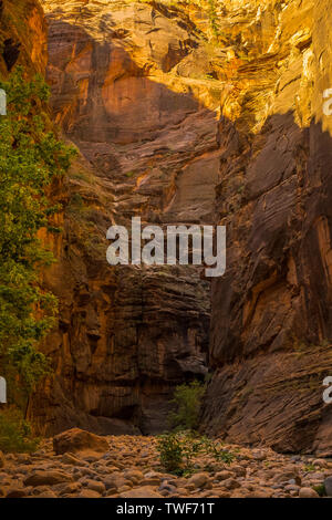Explore the stunning Narrows of Zion National Park along the Virgin ...