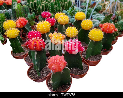 Desert Cactus Flower Bloom during Spring in South Utah Stock Photo - Alamy