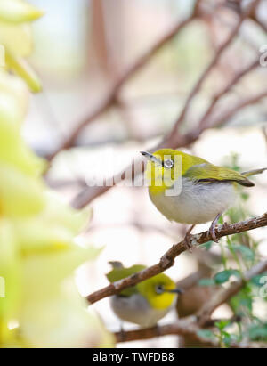 Sparrow flowers and lovesick birds Stock Photo - Alamy