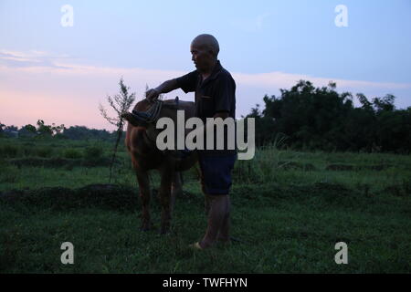 Old people in rural areas herd cattle Stock Photo - Alamy