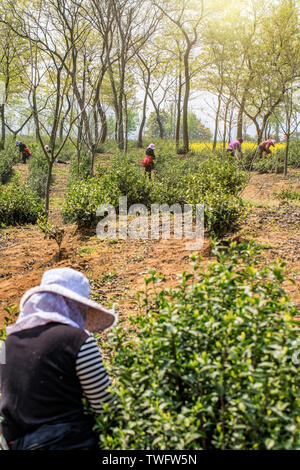 Ecological tea garden Stock Photo - Alamy