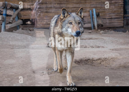 Mongolian wolf (Canis lupus chanco) in Gevaudan Park. Marvejols ...