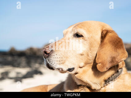 Mallory the rescue dog, enjoying his holiday Stock Photo - Alamy
