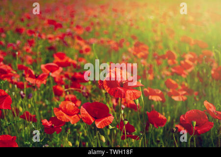Deep reed poppy flowers meadow Stock Photo - Alamy