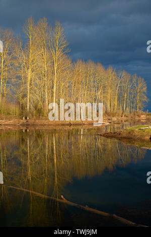 Wildlife pond, St Louis Ponds Wildlife Area, Oregon Stock Photo - Alamy