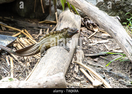 Lizard on a rock, Philippines Stock Photo - Alamy