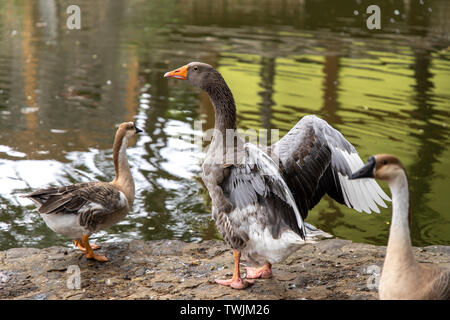 Goose on the lake, Philippines Stock Photo - Alamy
