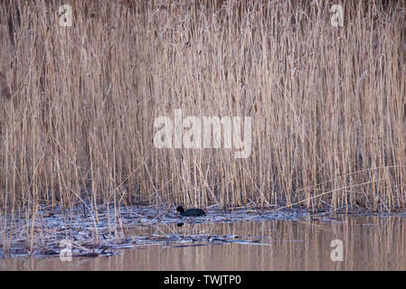 A selective of Fulica atra bird near a pond Stock Photo - Alamy