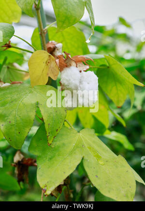 Cotton crop, Gossypium hirsutum, growing in plantation in the Deep ...