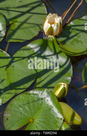 White waterlily (Nymphaea alba) bud in the pond Stock Photo - Alamy