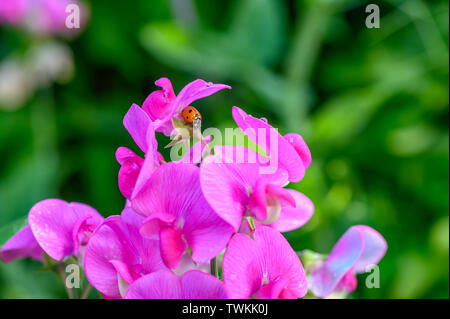 A macro shot of a flower beetle crawling around on purple white flowers ...
