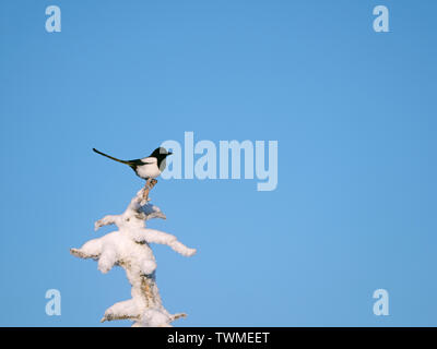 Magpie Pica pica winter Finland Stock Photo - Alamy