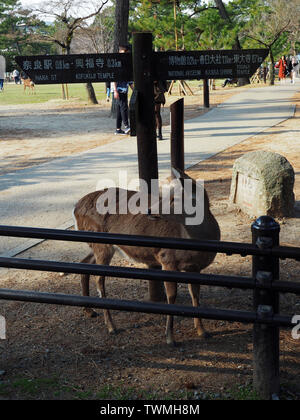 world famous japanese reindeer in nara park in japan Stock Photo - Alamy