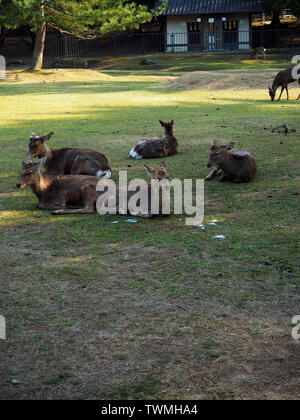 world famous japanese reindeer in nara park in japan Stock Photo - Alamy