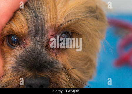 yorkshire terrier dog breed with fungal infection, malassezia, around ...