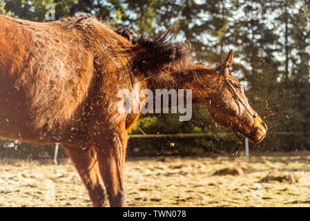Horse shake off the dust in the sunny day, trees at the background ...