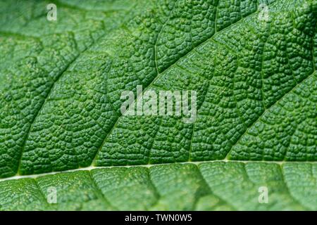 closeup photo of plant leaf veins pattern Stock Photo - Alamy