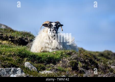 A Hebridean sheep on the Isle of Harris in the Outer Hebrides of ...