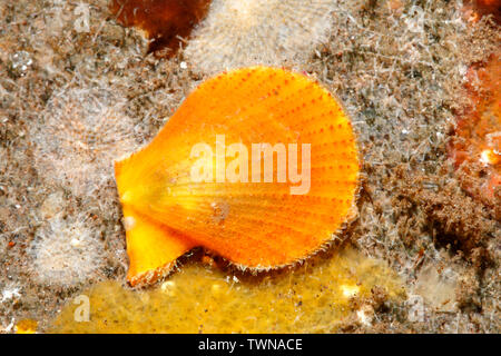 A scallop is a marine bivalve mollusc of the family Pectinidae ...
