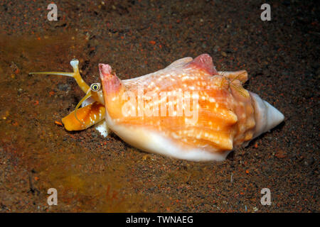 Indian Strombidae Shell Stock Photo - Alamy