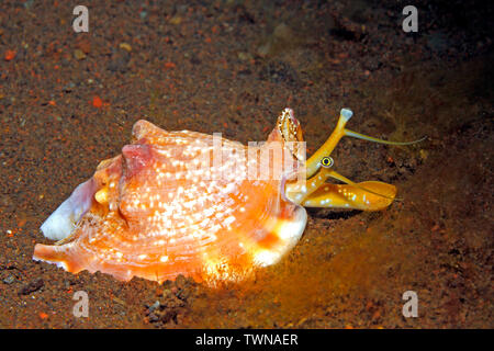 Bubble Stromb or Bubble Conch, Euprotomus bulla, previously Strombus ...